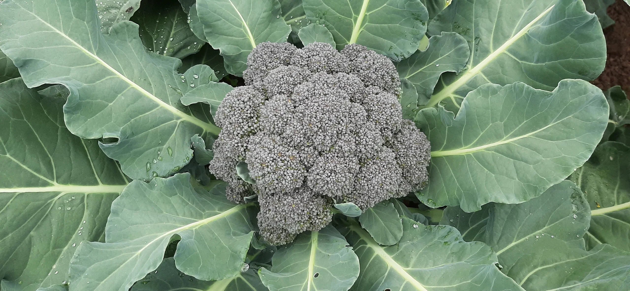 Broccoli – Three Forks Seeds
